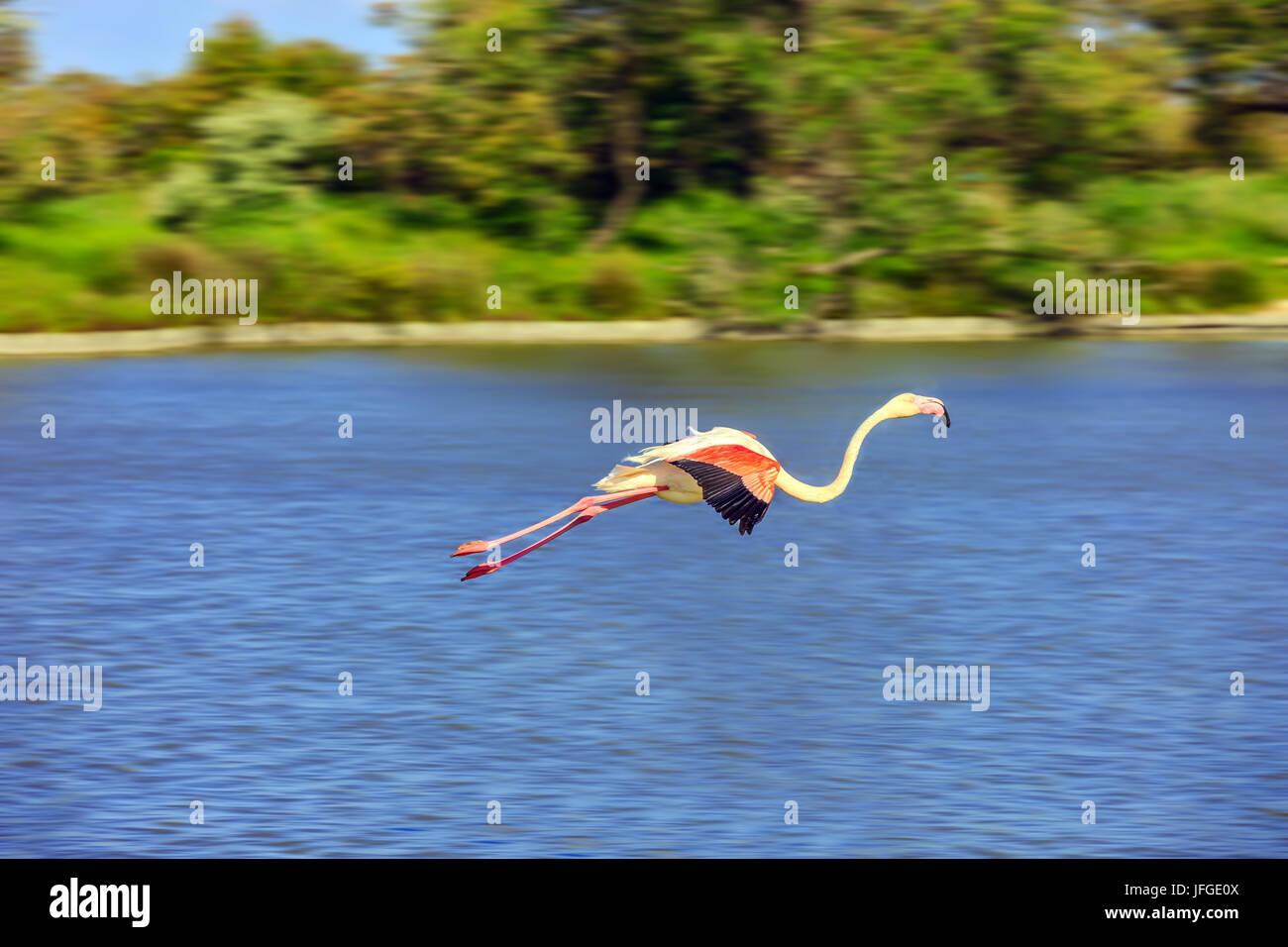 Pink flamingos flies over lake Stock Photo - Alamy