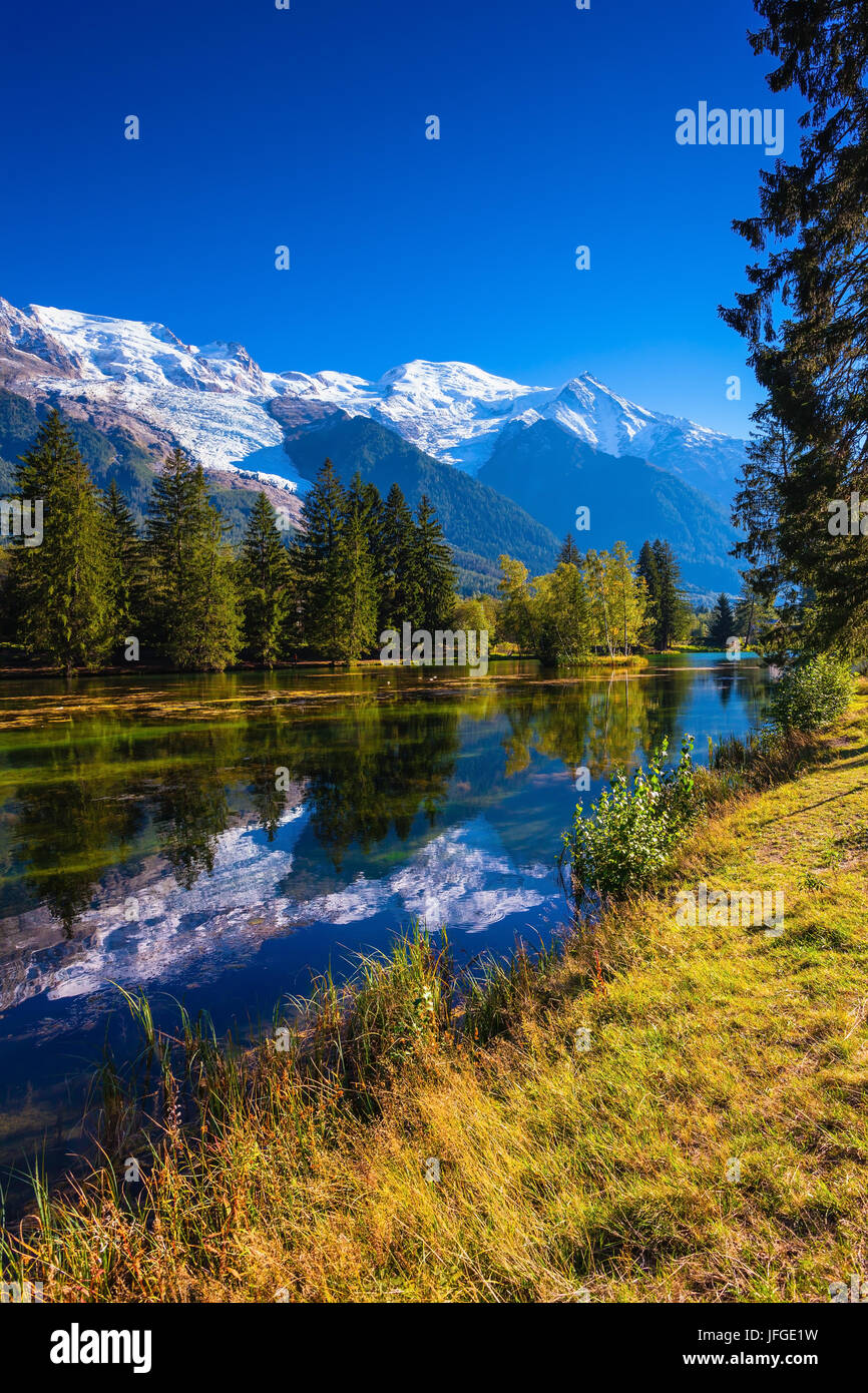 The lake reflected Alps and evergreen spruce Stock Photo - Alamy