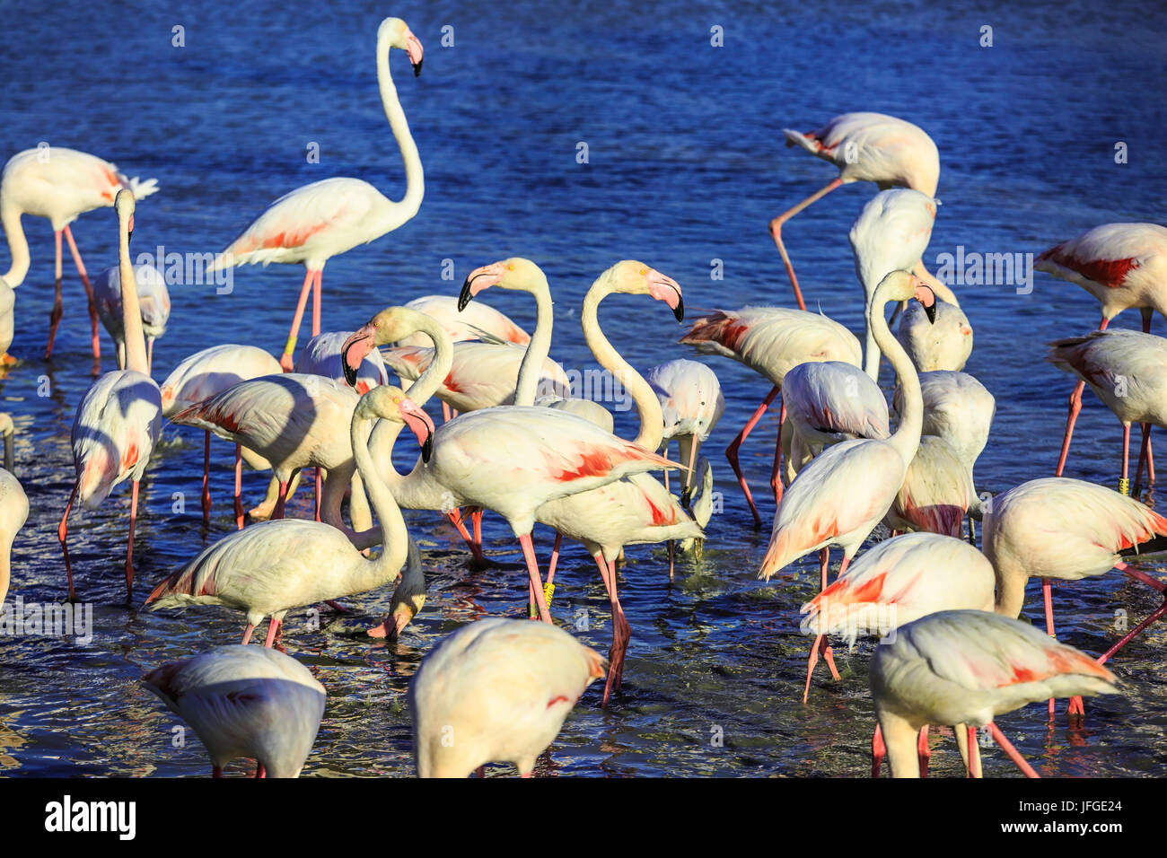 Large flock of flamingos Stock Photo - Alamy