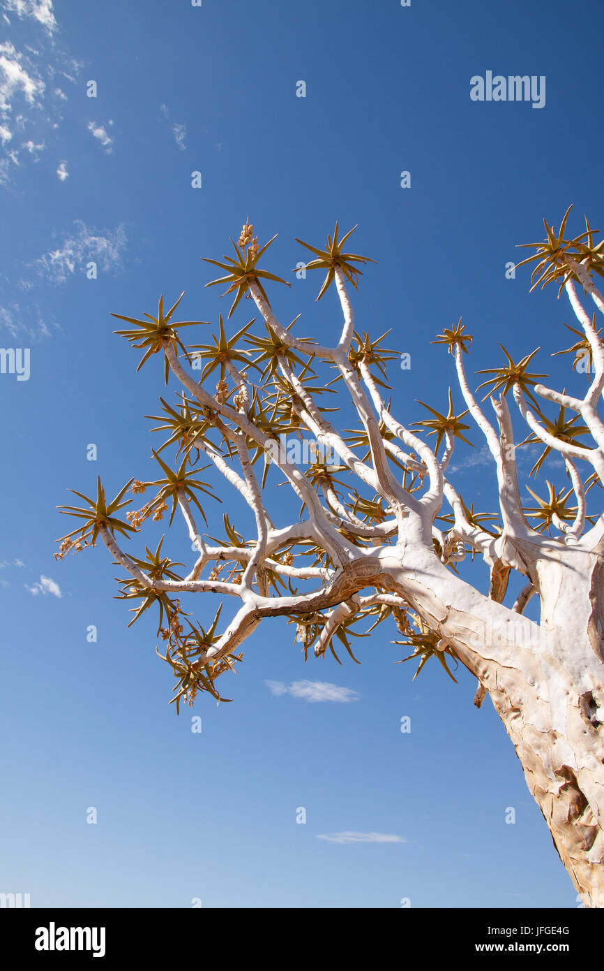 Low view tree hi-res stock photography and images - Alamy