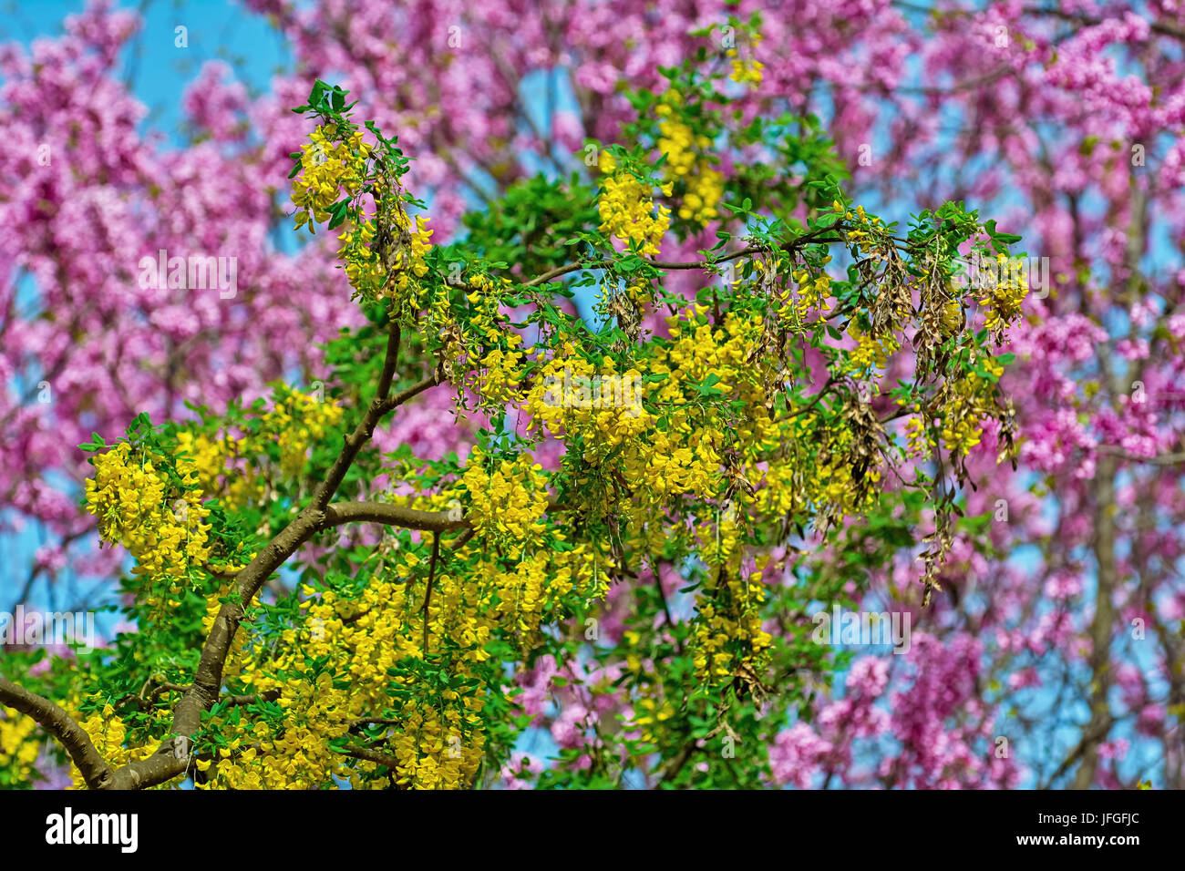 Common laburnum hi-res stock photography and images - Alamy