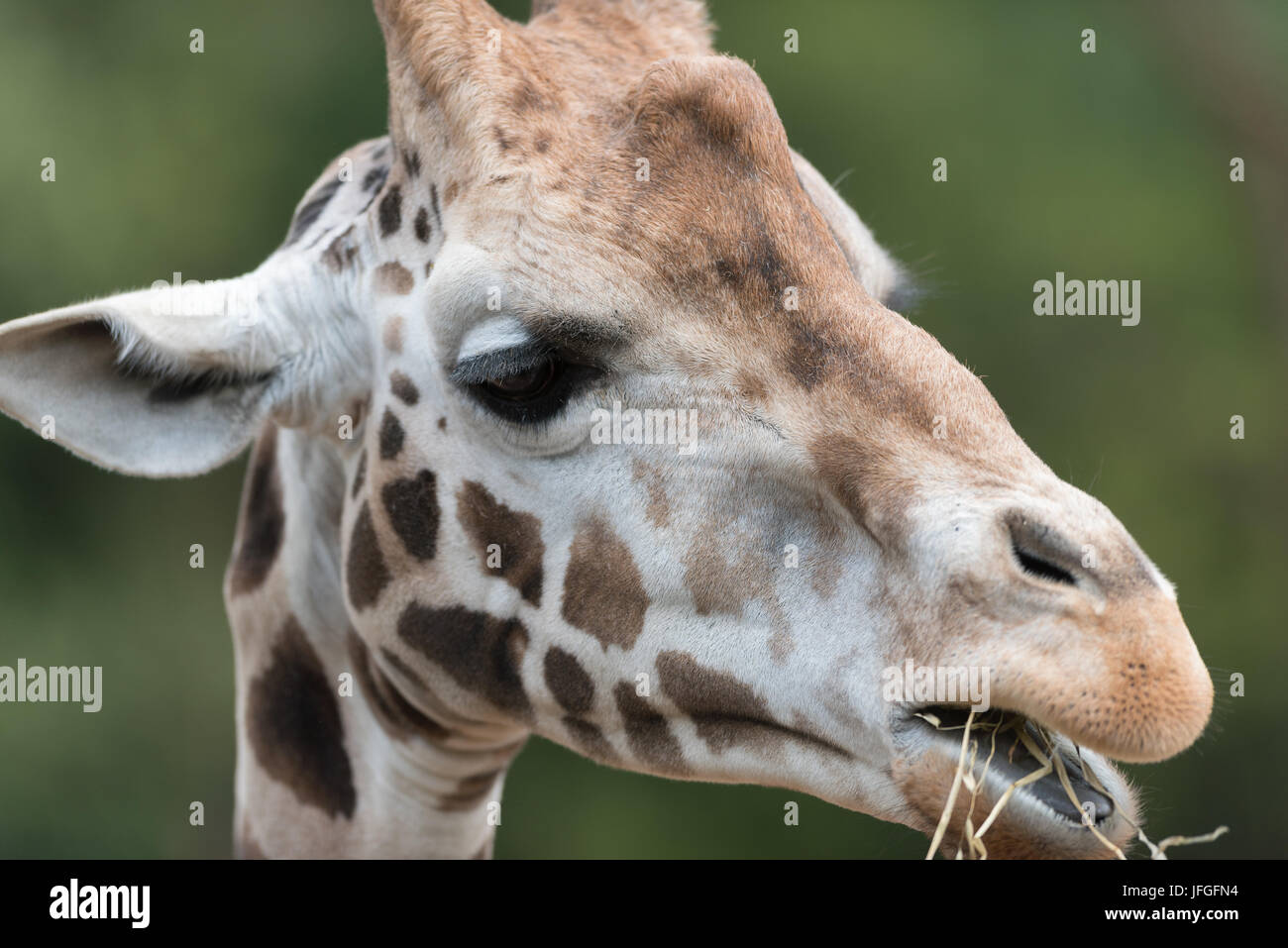 Giraffenartiger hi-res stock photography and images - Alamy