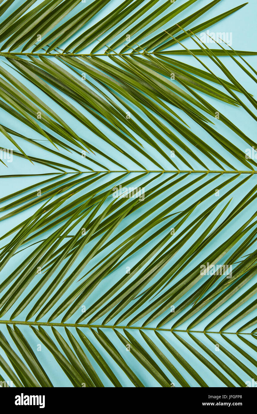 Palm leaves isolated Stock Photo - Alamy
