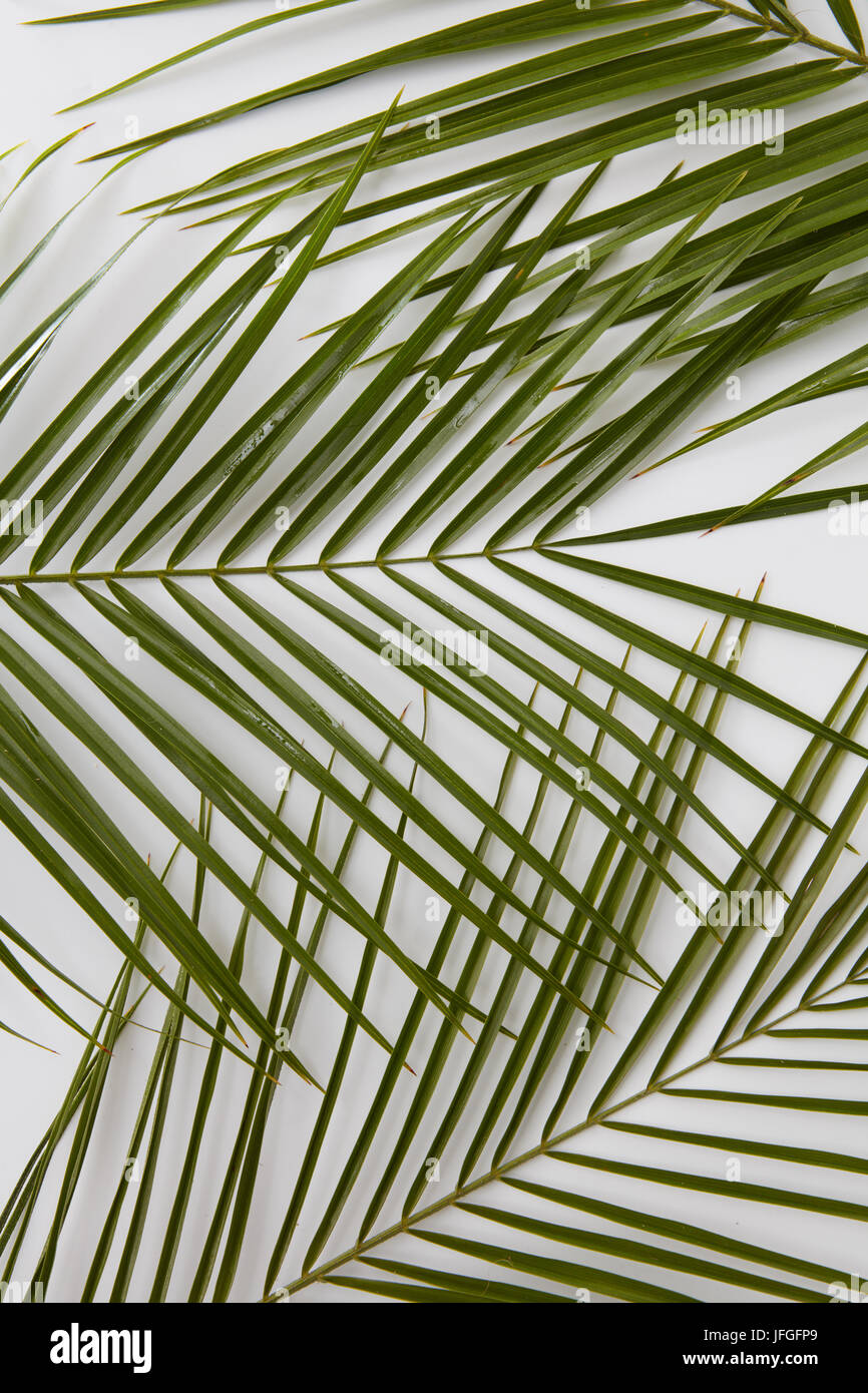Palm leaves isolated Stock Photo - Alamy