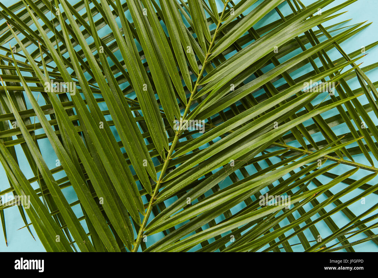 Palm leaves isolated Stock Photo - Alamy