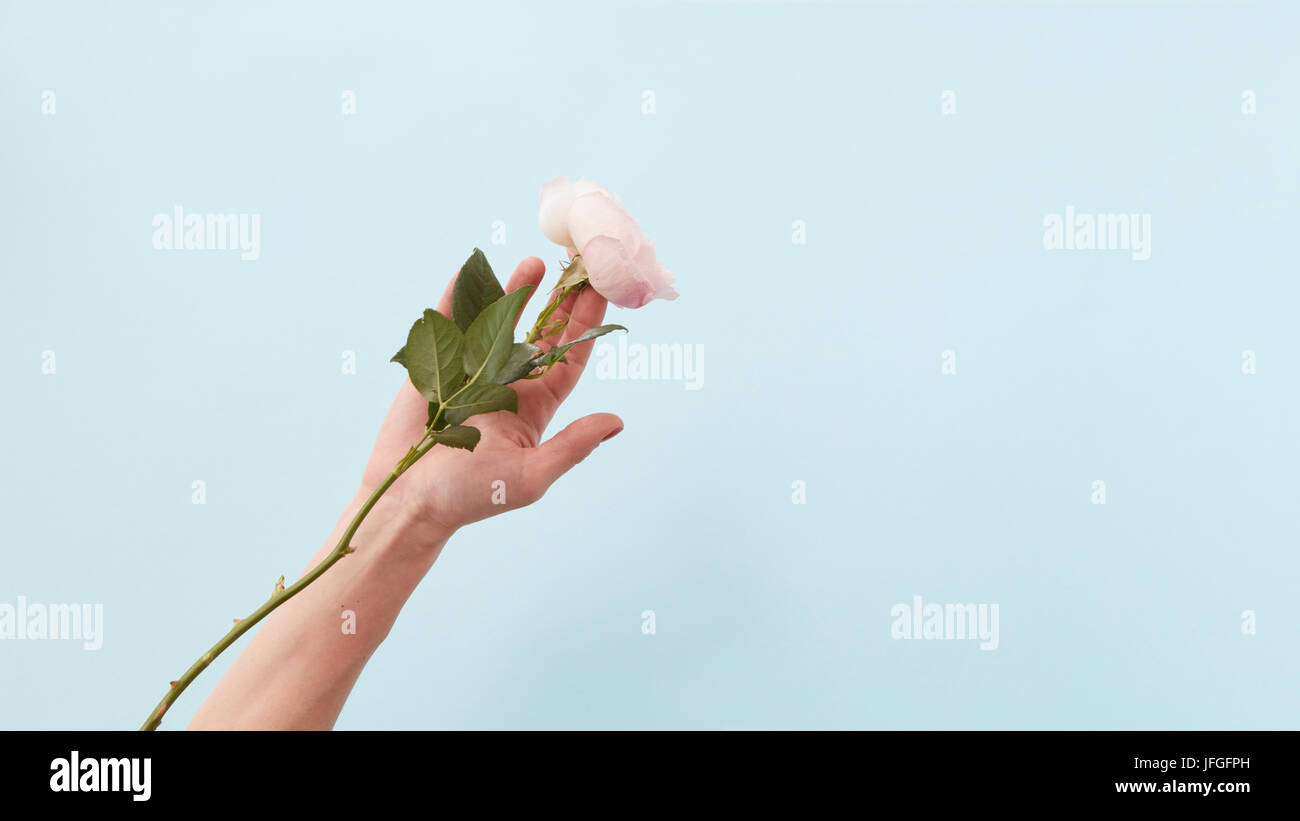 Hand rose hi-res stock photography and images - Alamy