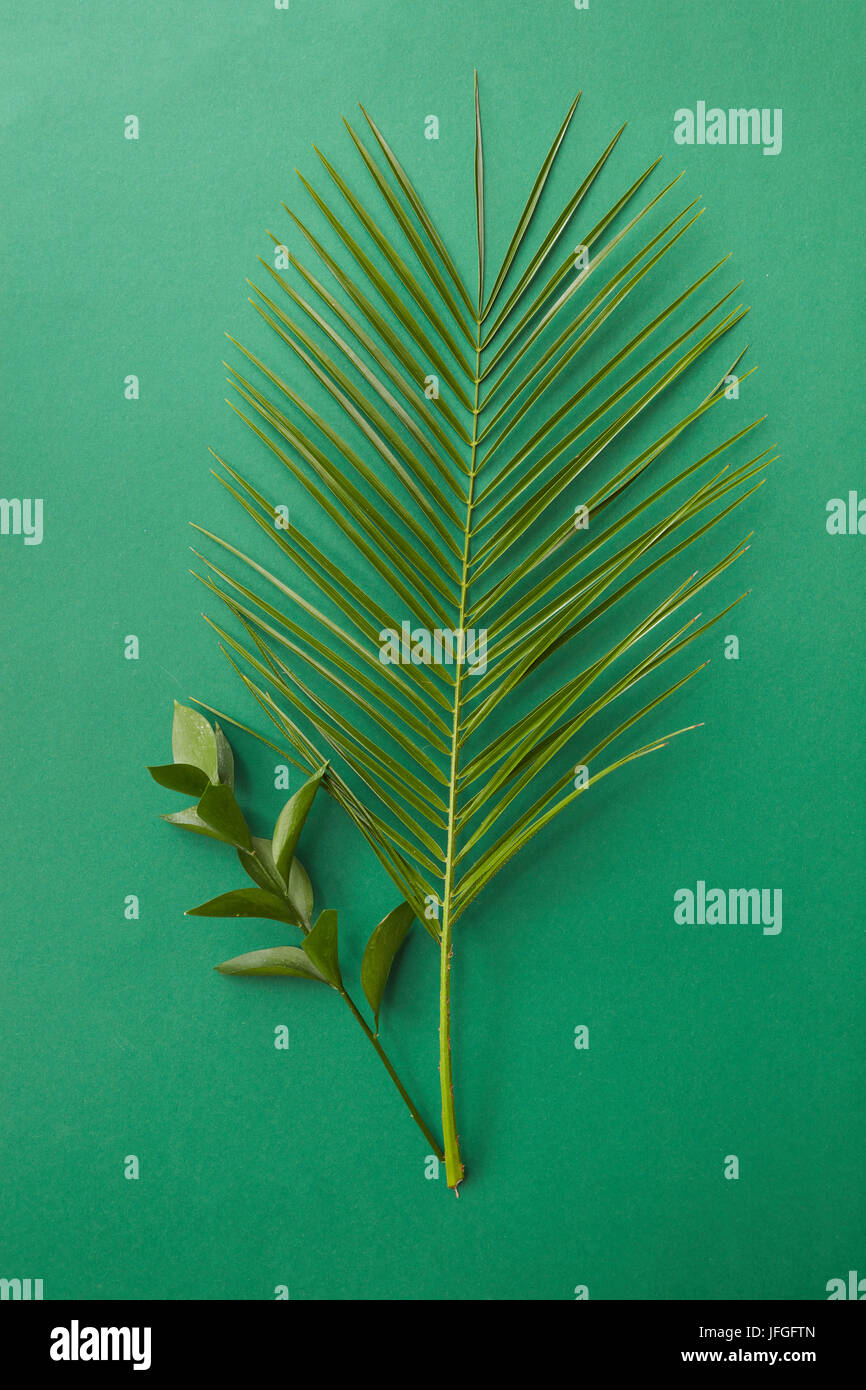 Palm leaves isolated hi-res stock photography and images - Alamy