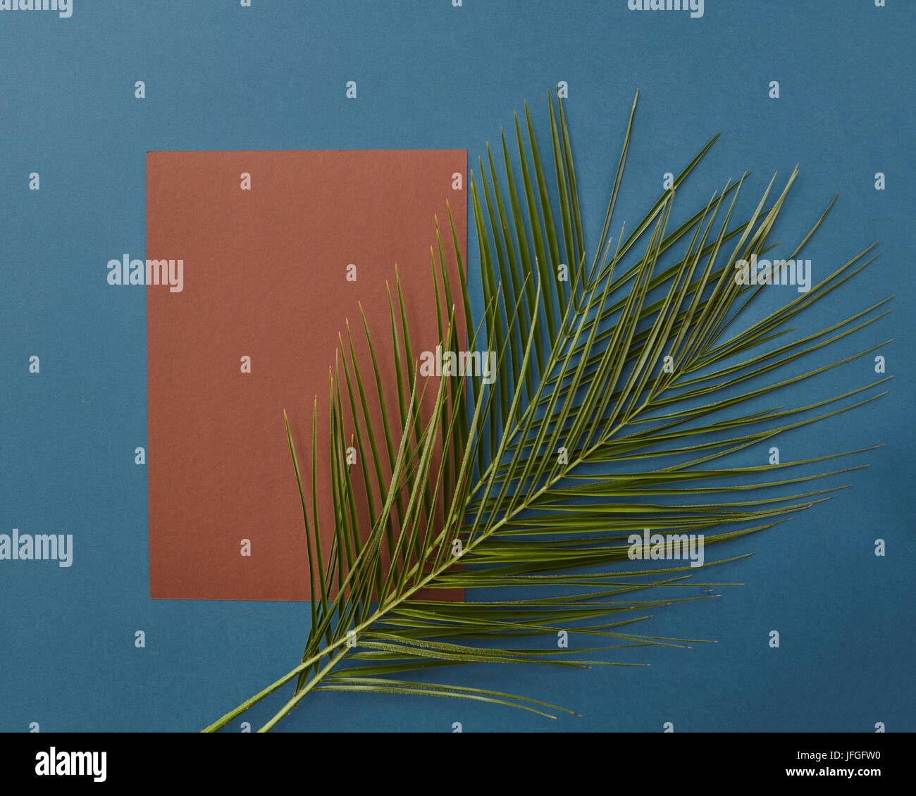 Palm leaves isolated Stock Photo - Alamy