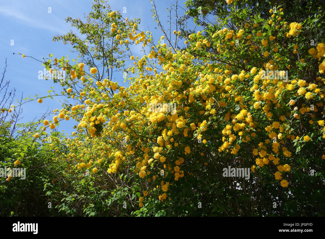 Japanese kerria yellow flowers hi-res stock photography and images - Alamy