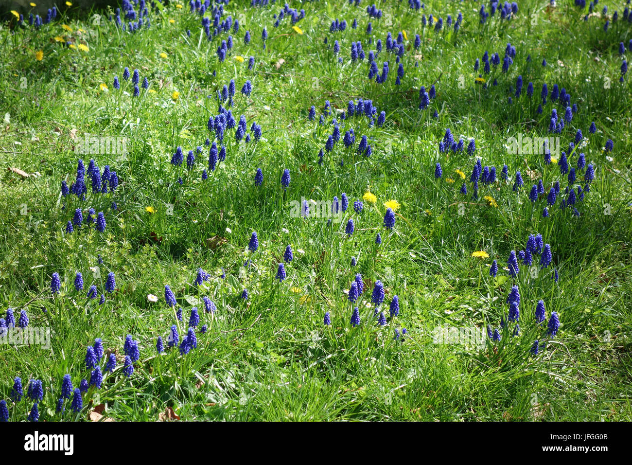 Muscari botryoides, Grape Hyacinth Stock Photo - Alamy