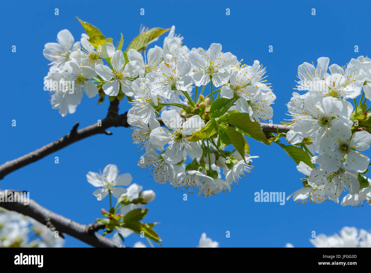 Blooming cherry branch Stock Photo - Alamy