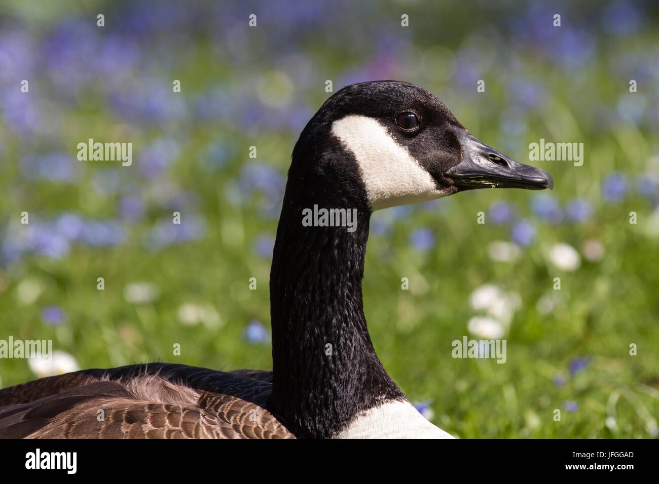 Canada Goose 5 Stock Photo - Alamy