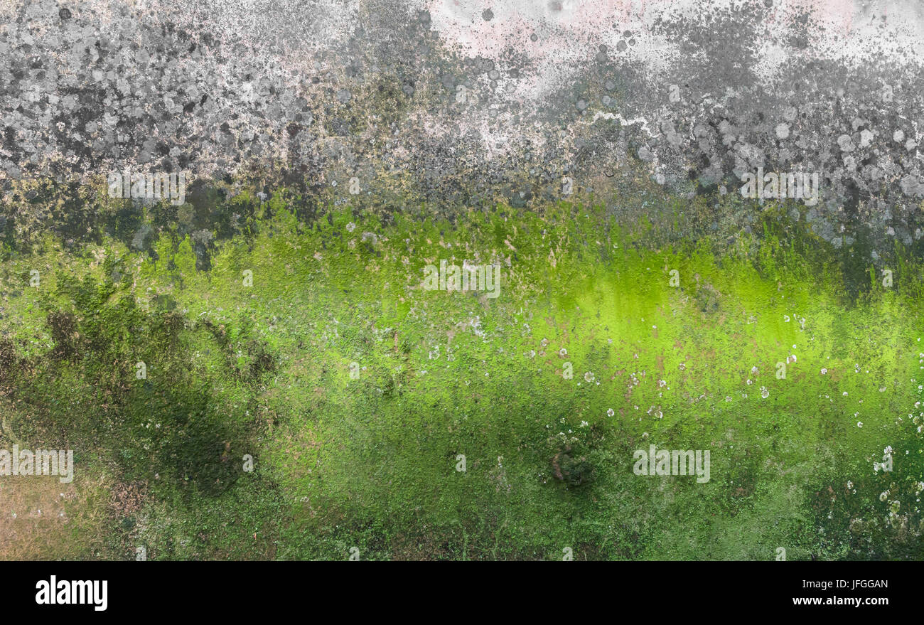 Moss and mold hi-res stock photography and images - Alamy