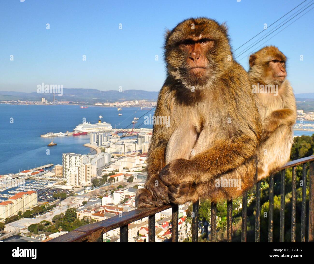Monkey cliff hi-res stock photography and images - Alamy
