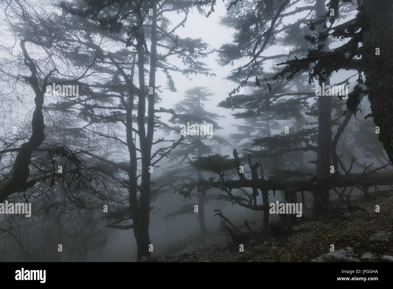 Fog in the forest Stock Photo - Alamy