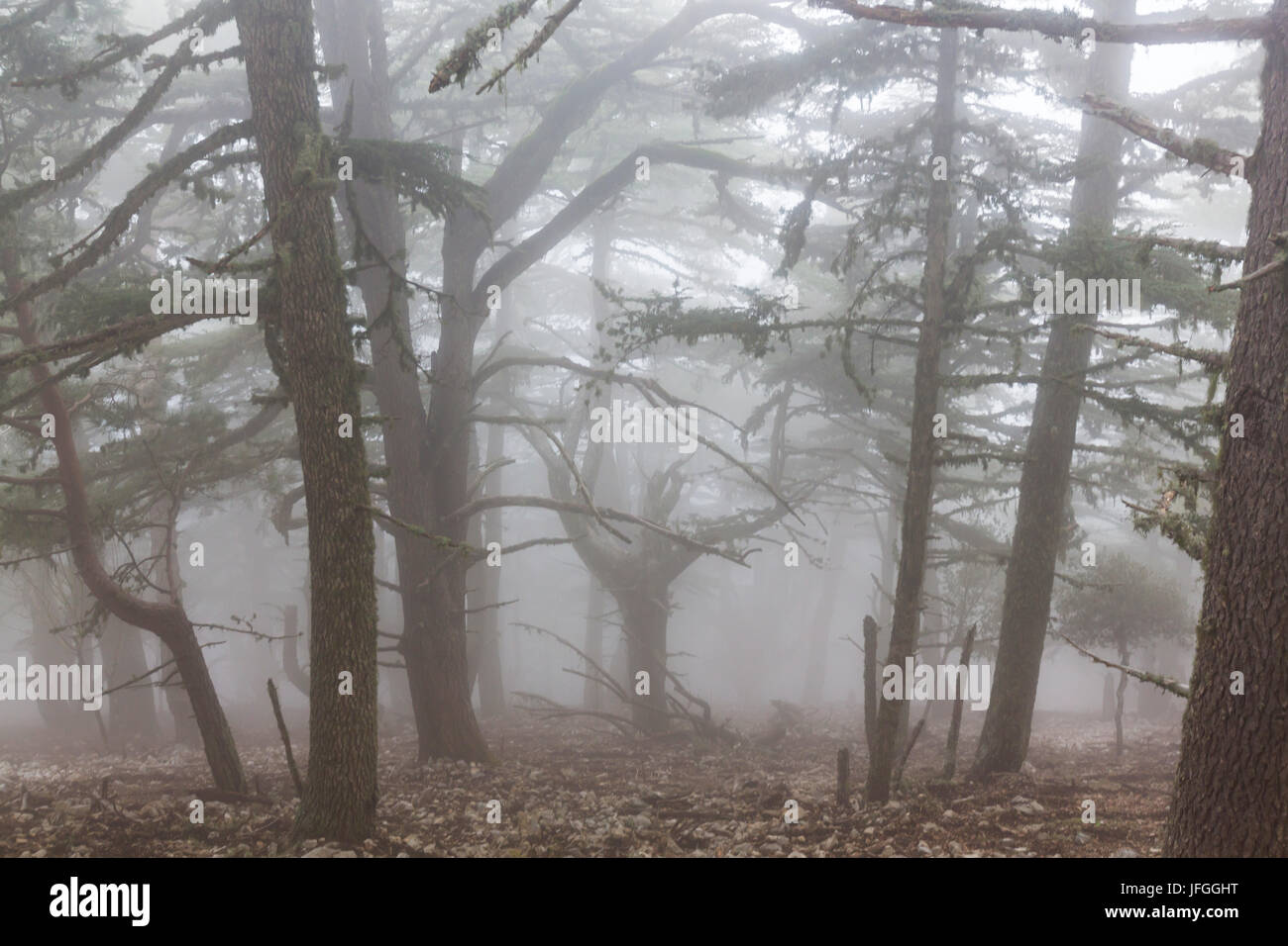 Fog in the forest Stock Photo - Alamy