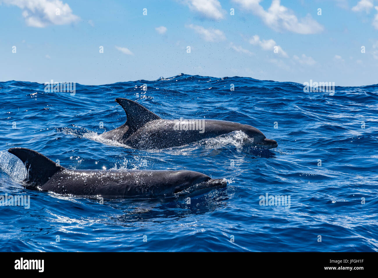 Two fins hi-res stock photography and images - Alamy