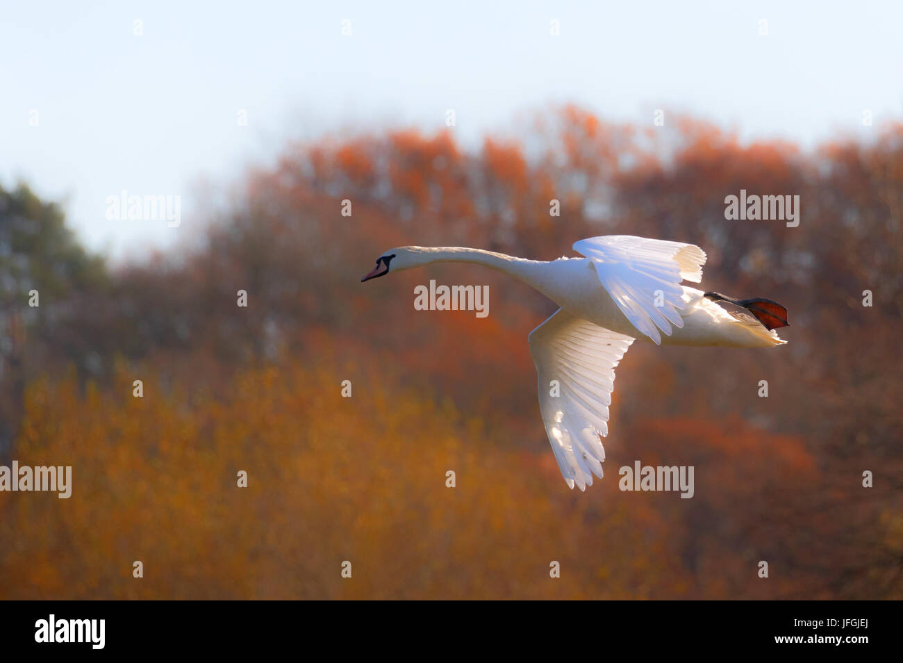Swan flying in sky hi-res stock photography and images - Alamy