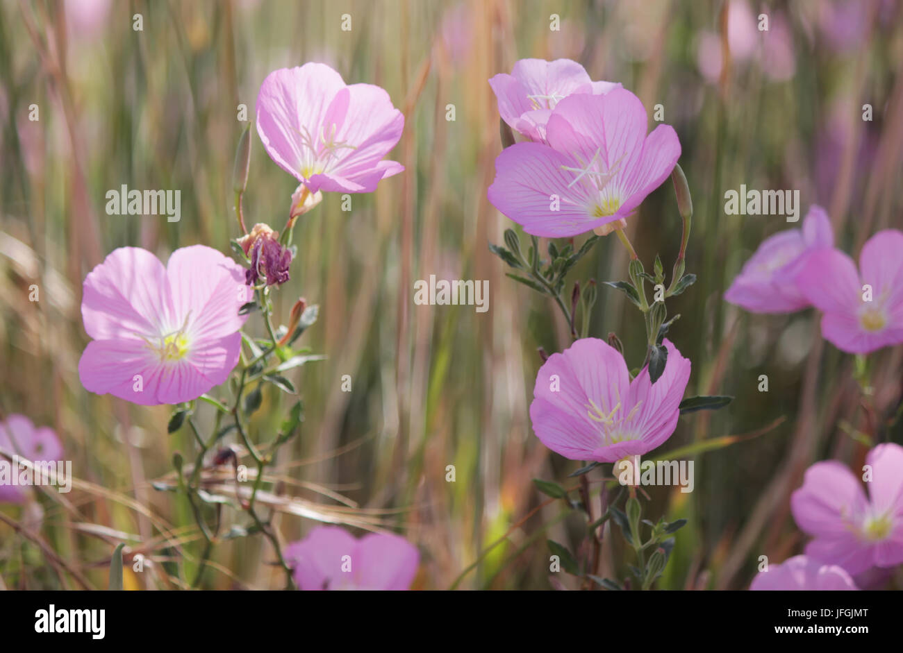 Pink evening primrose hi-res stock photography and images - Alamy
