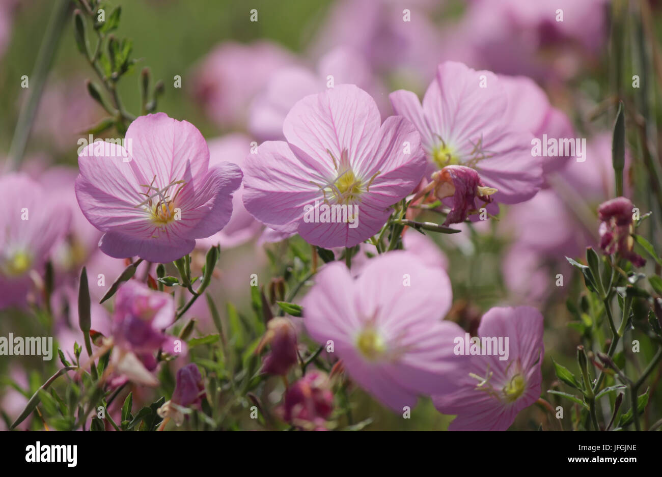 Pink evening primrose Stock Photo - Alamy
