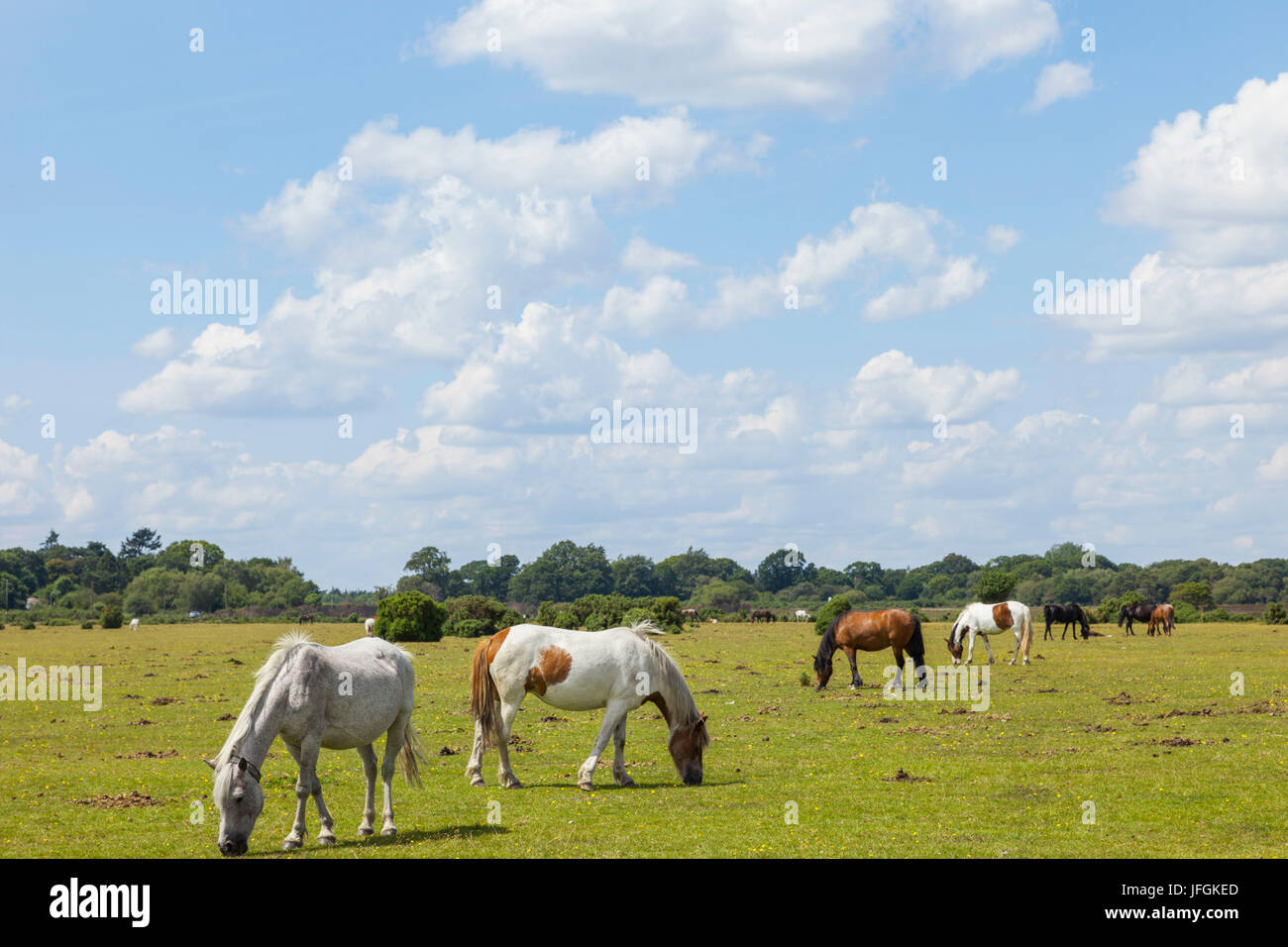 New forest ponies hi-res stock photography and images - Alamy