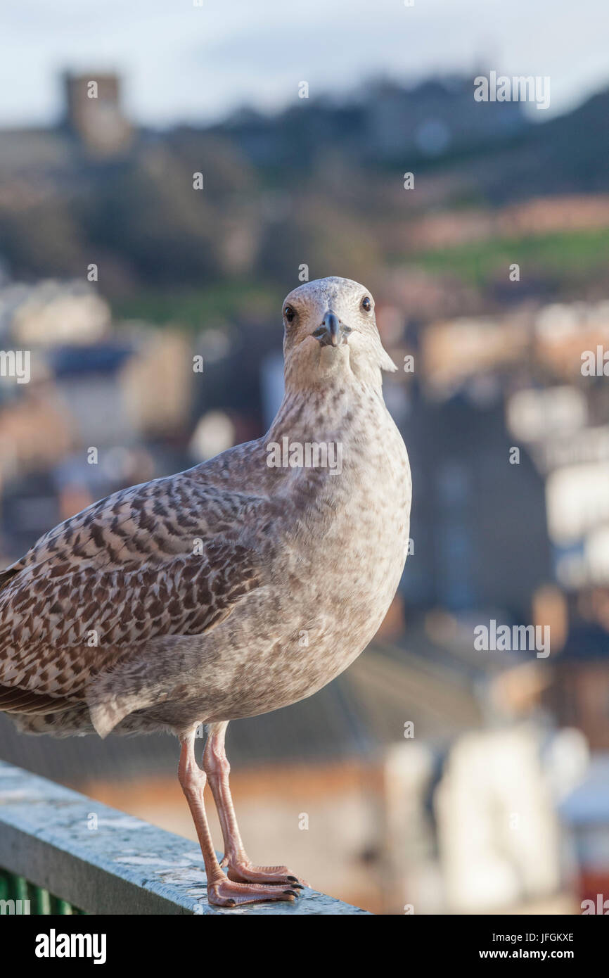 Scarborough birds hi-res stock photography and images - Alamy