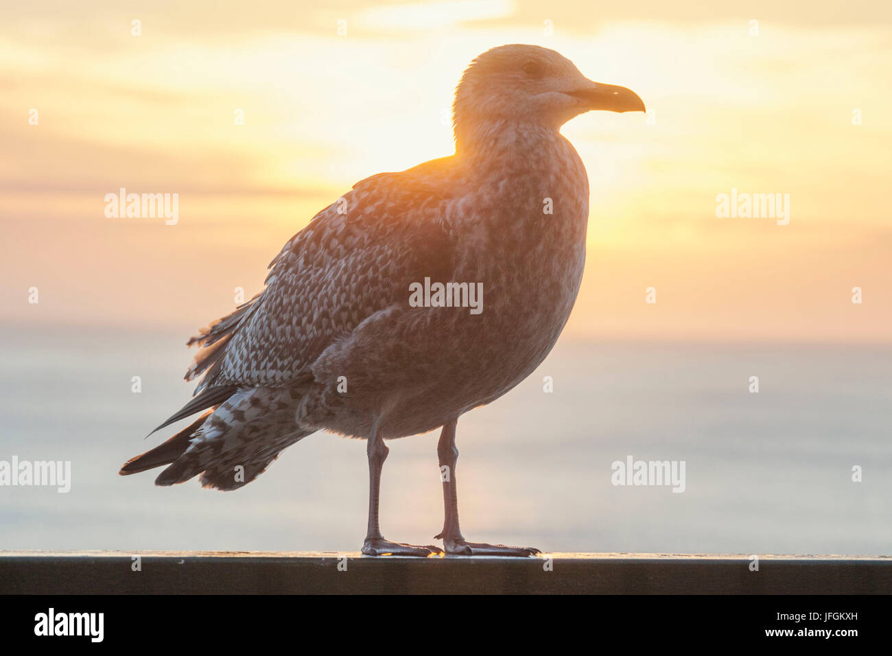 England, Yorkshire, Scarborough, Seagull Stock Photo - Alamy