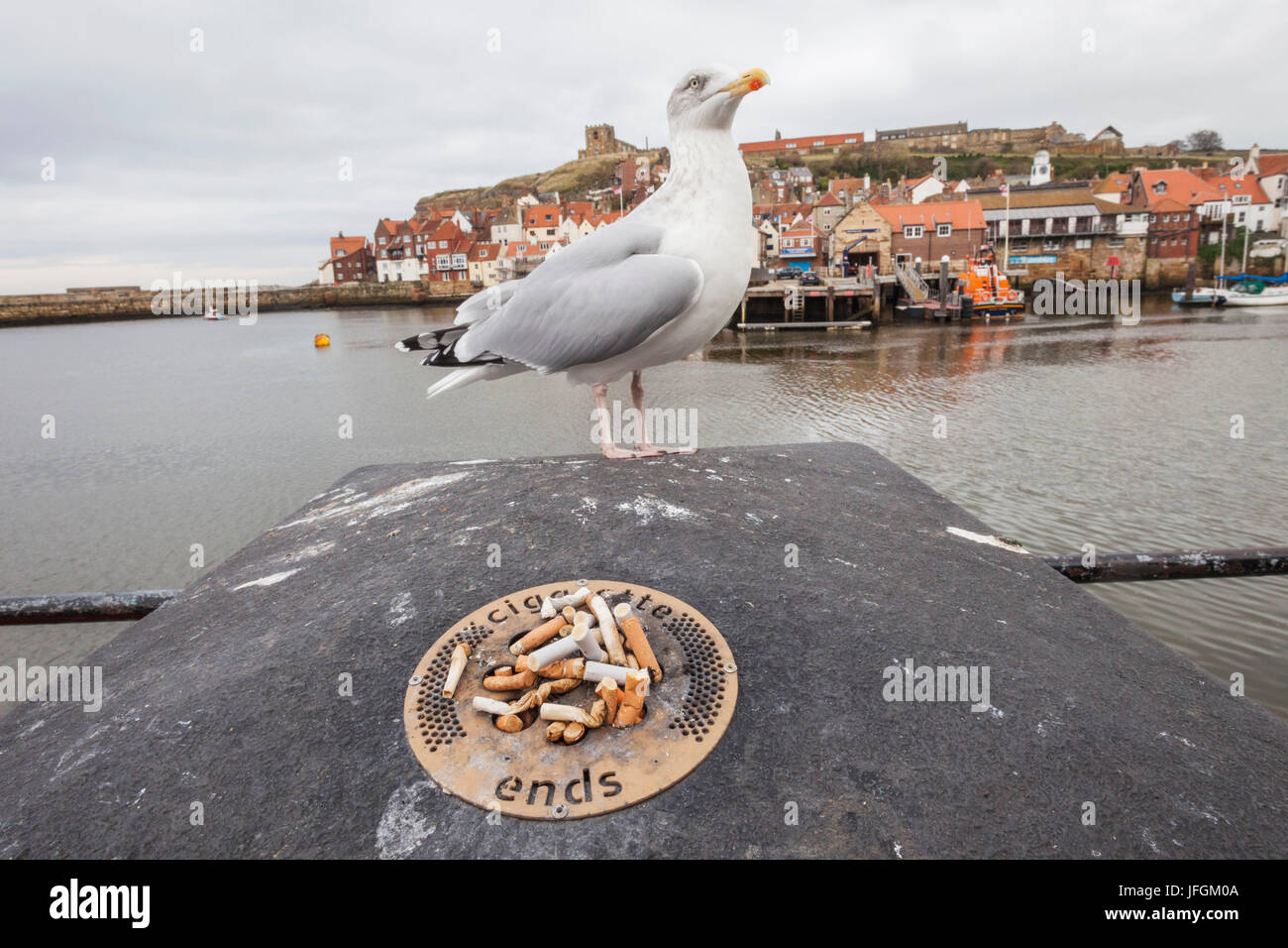 Whitby Seagull High Resolution Stock Photography and Images - Alamy