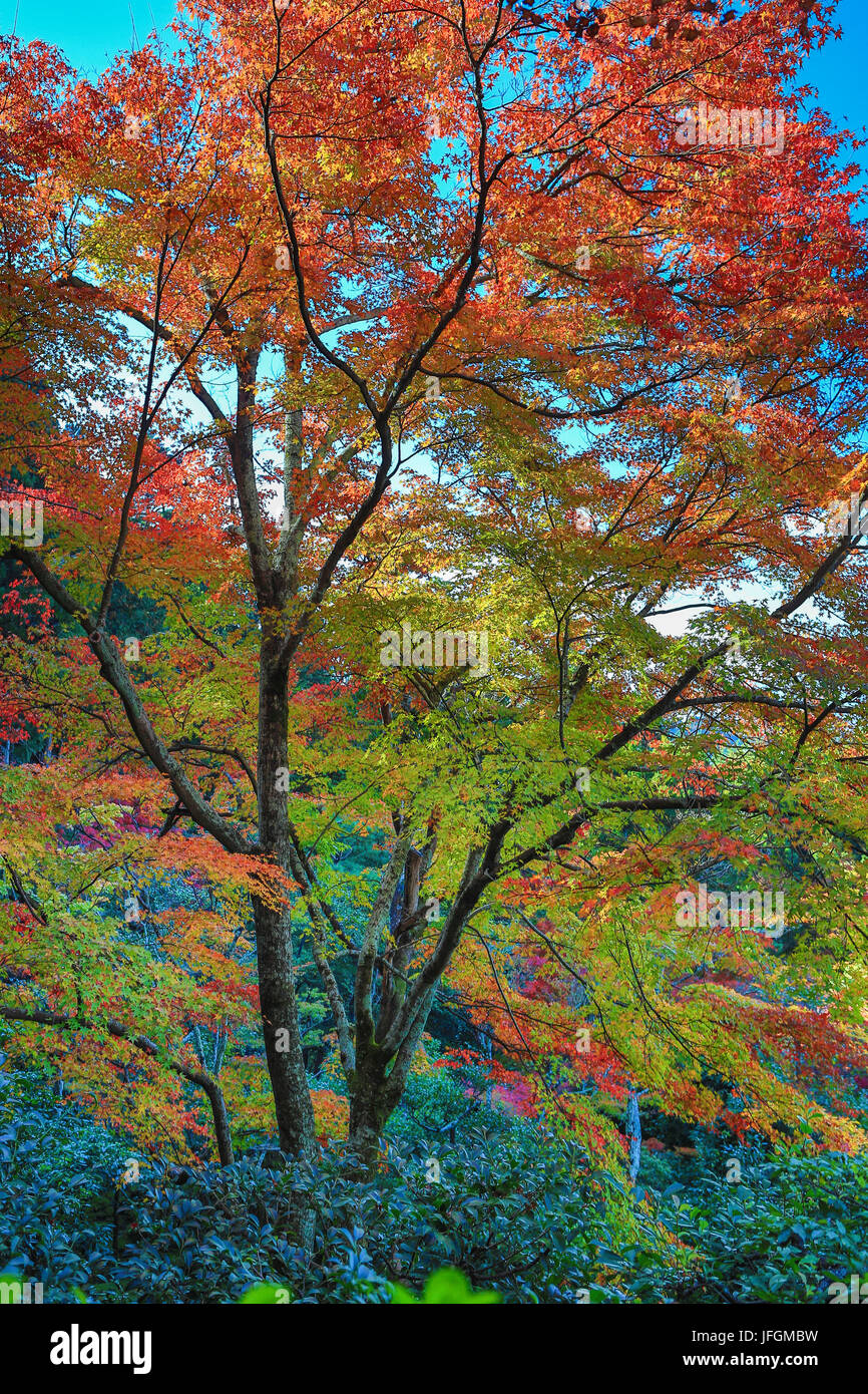 Japan, Kansai, Kyoto City, Ginkaku-ji, Momiji tree, UNESCO World ...