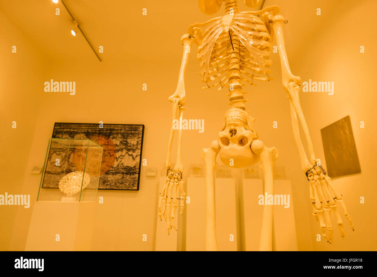 England, London, The Wellcome Collection, Sculpture of Skeleton Stock ...