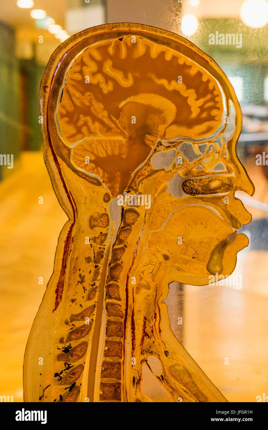 England, London, The Wellcome Collection, The Reading Room, Exhibit of ...