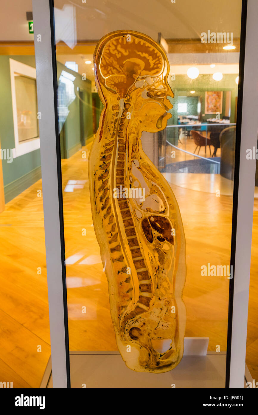 England, London, The Wellcome Collection, The Reading Room, Exhibit of ...