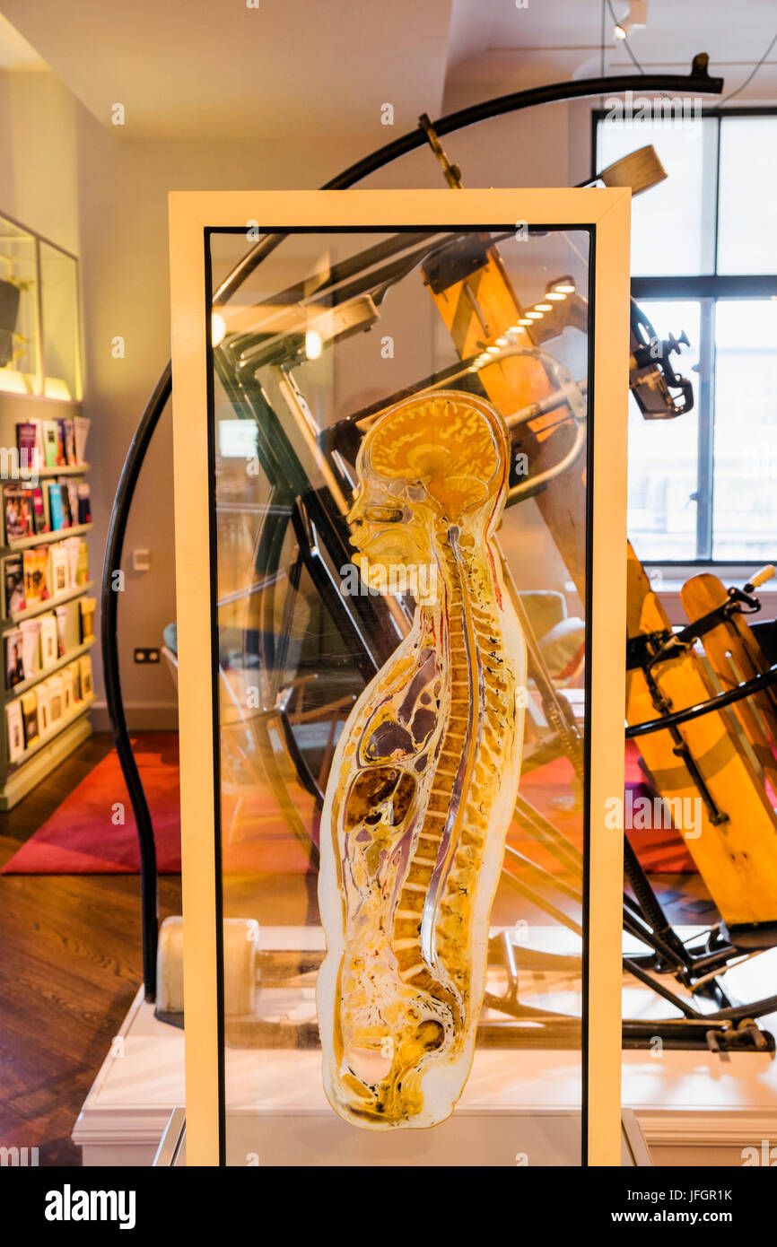 England, London, The Wellcome Collection, The Reading Room, Exhibit of ...