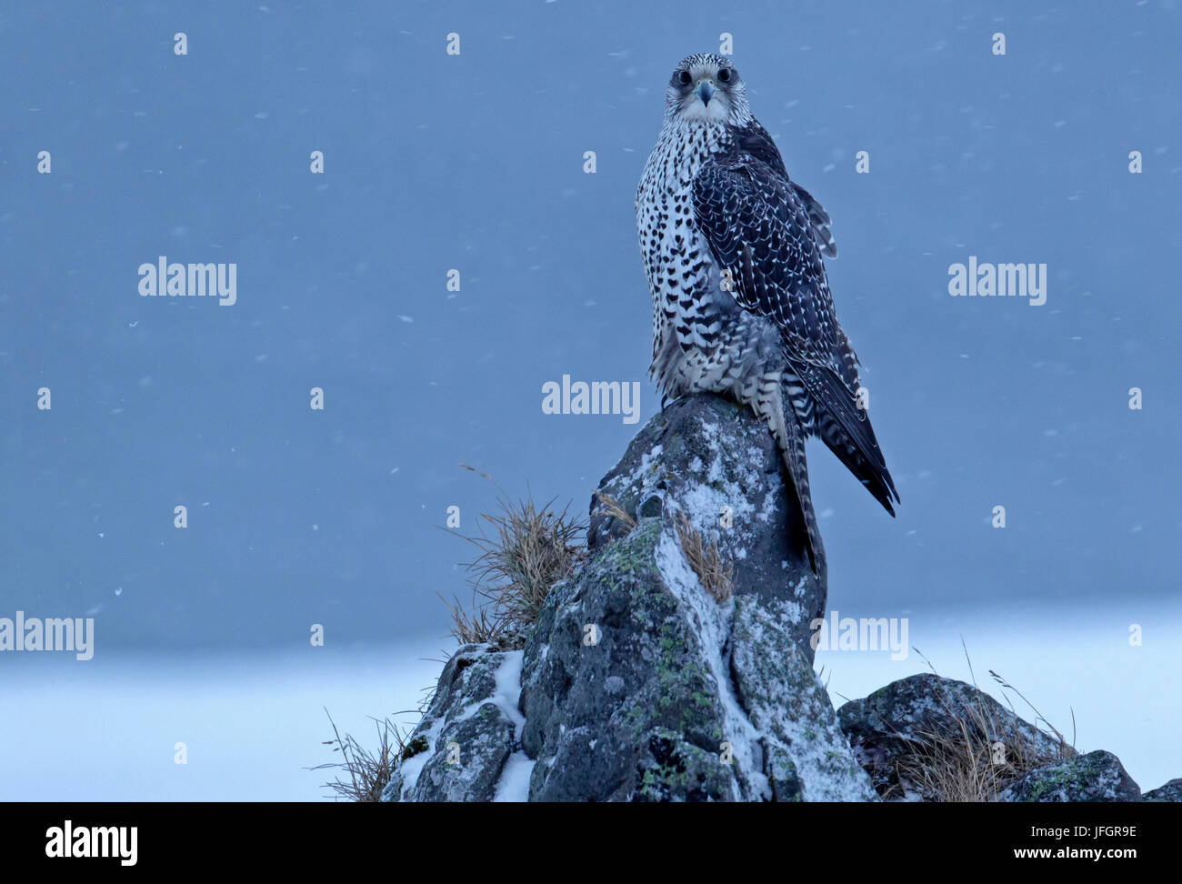 Iceland, west fjords, Gerfalke, Falco rusticolus Stock Photo - Alamy