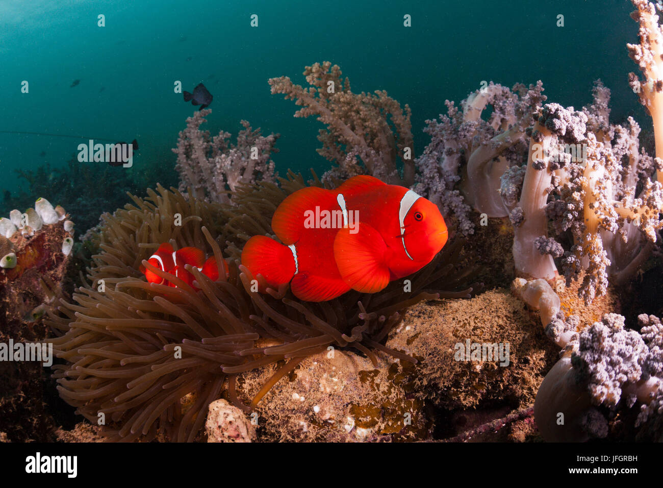 Anemone fish in the Lockheed P-38 Lightning Fighter aircraft wreck ...