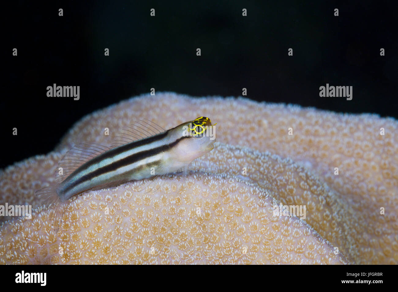 Baths Kammzähner, Ecsenius bathi, Russell islands, the Solomon Islands ...