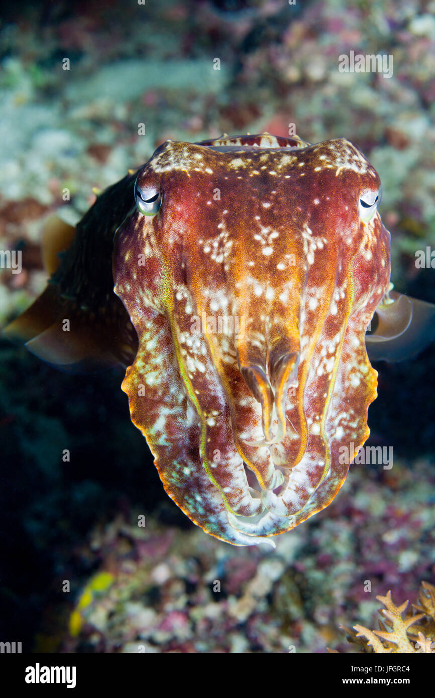 Wide haunch cuttlefish, cuttlefish latimanus, Florida Islands, the ...