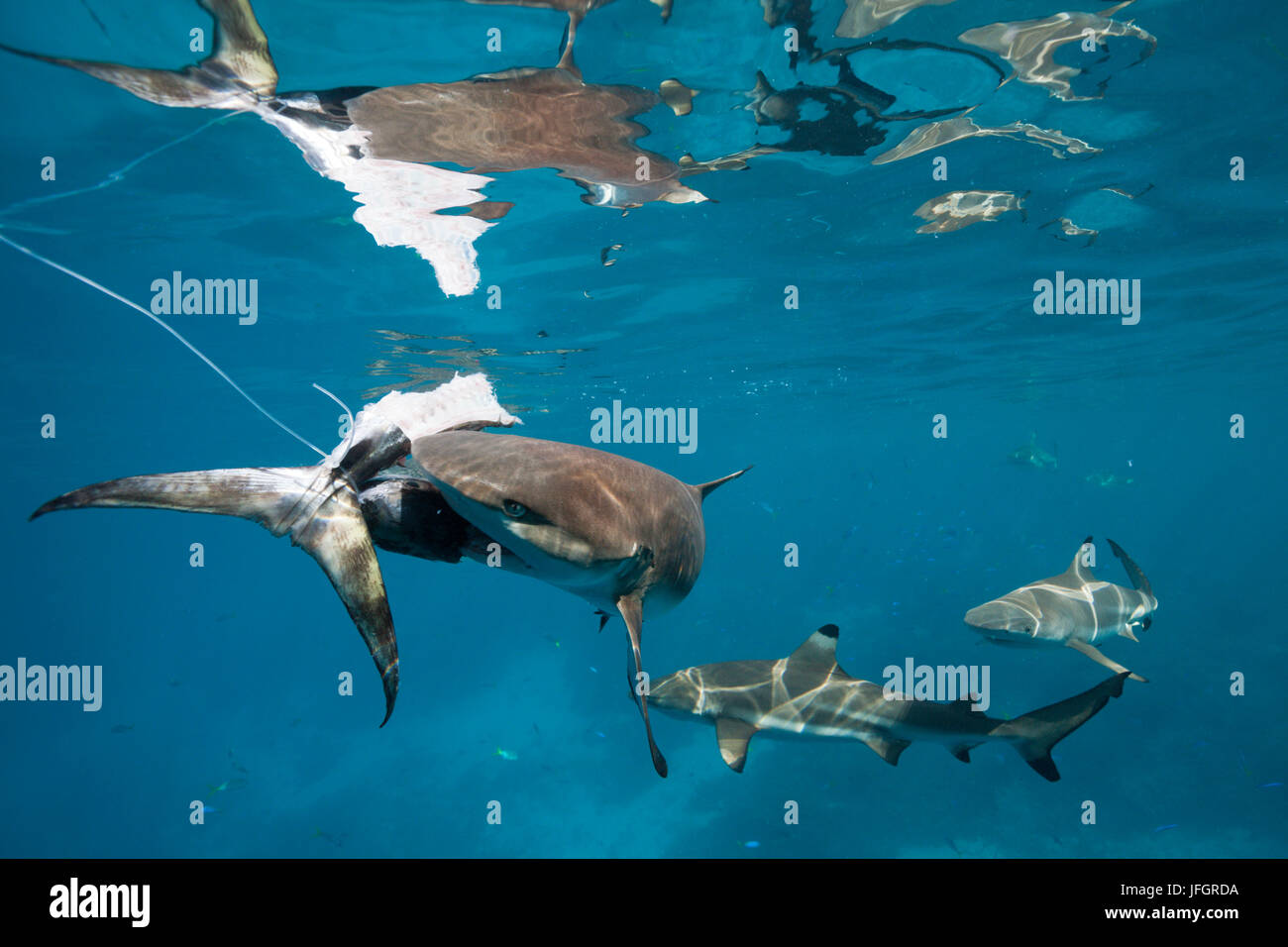 Feeding of black point reef sharks, Carcharhinus melanopterus, Marovo ...