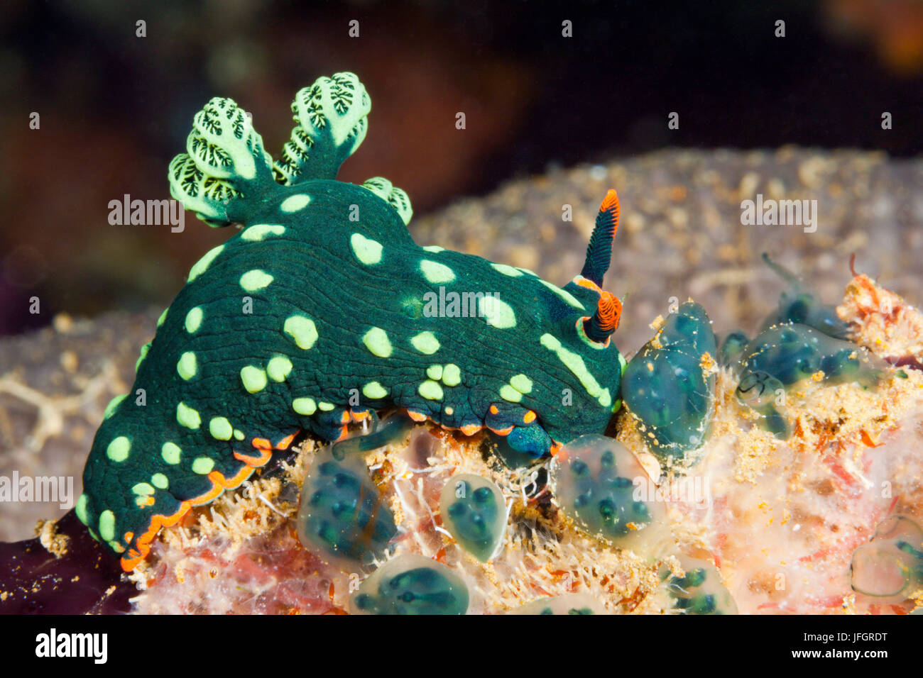 Green variable neon slug, Nembrotha kubaryana, Florida Islands, the ...