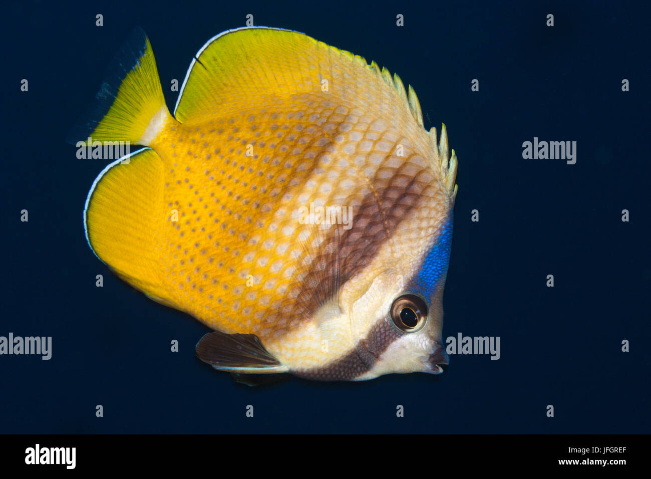 Kleins butterfly's fish, Chaetodon kleinii, Florida Islands, the ...