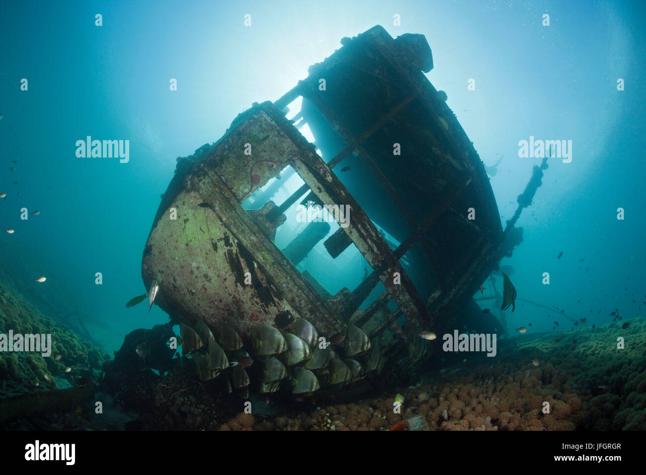 Dream long fin bat fish in small wreck, Platax teira, Florida Islands ...