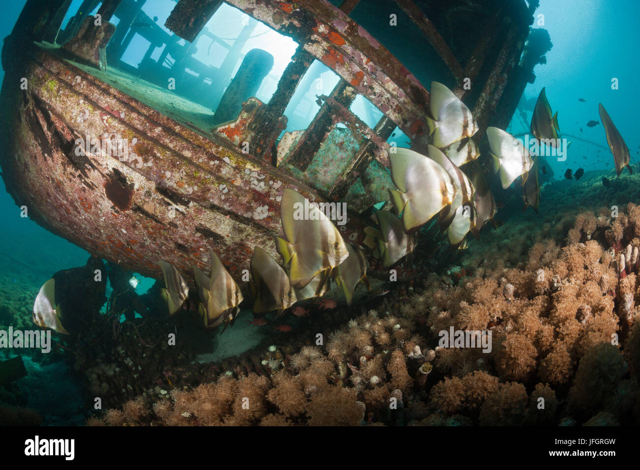 Dream long fin bat fish in small wreck hi-res stock photography and ...
