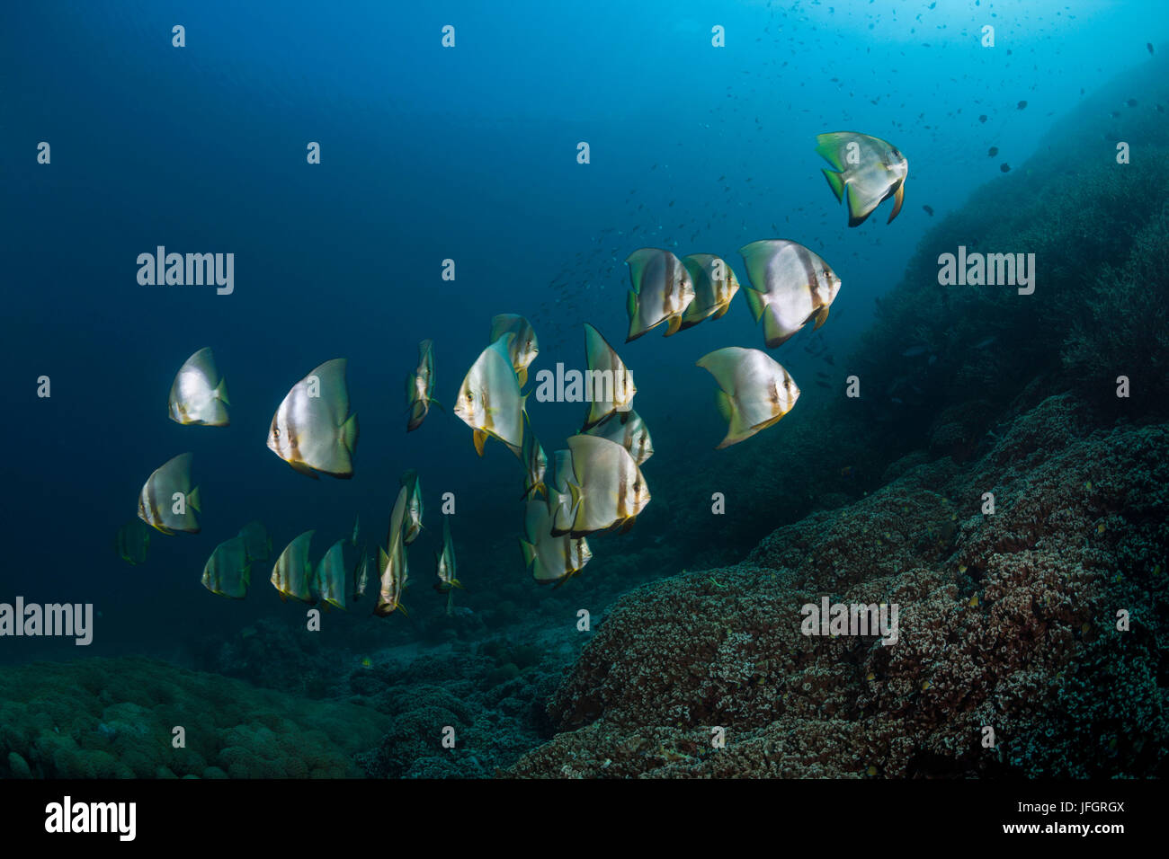 Long fin fish hi-res stock photography and images - Alamy