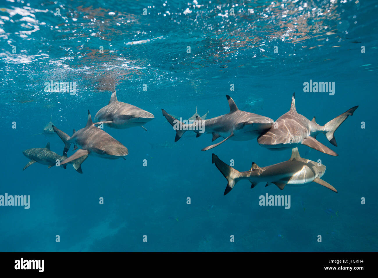 Black point reef sharks, Carcharhinus melanopterus, Marovo lagoon, the ...