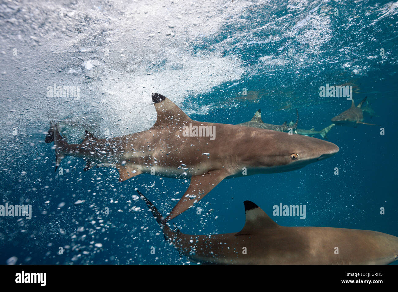 Black point reef sharks, Carcharhinus melanopterus, Marovo lagoon, the ...