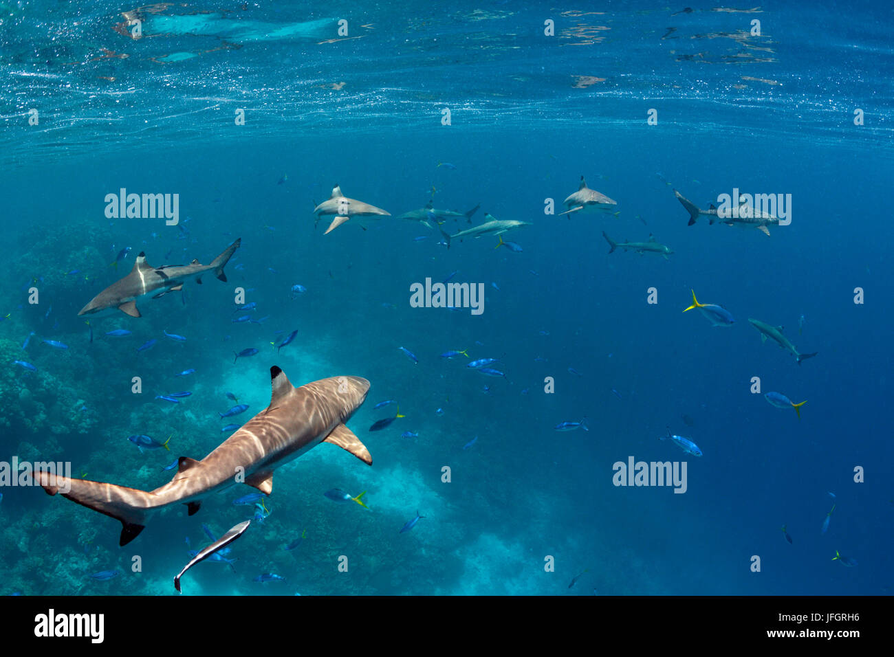 Black point reef sharks, Carcharhinus melanopterus, Marovo lagoon, the ...