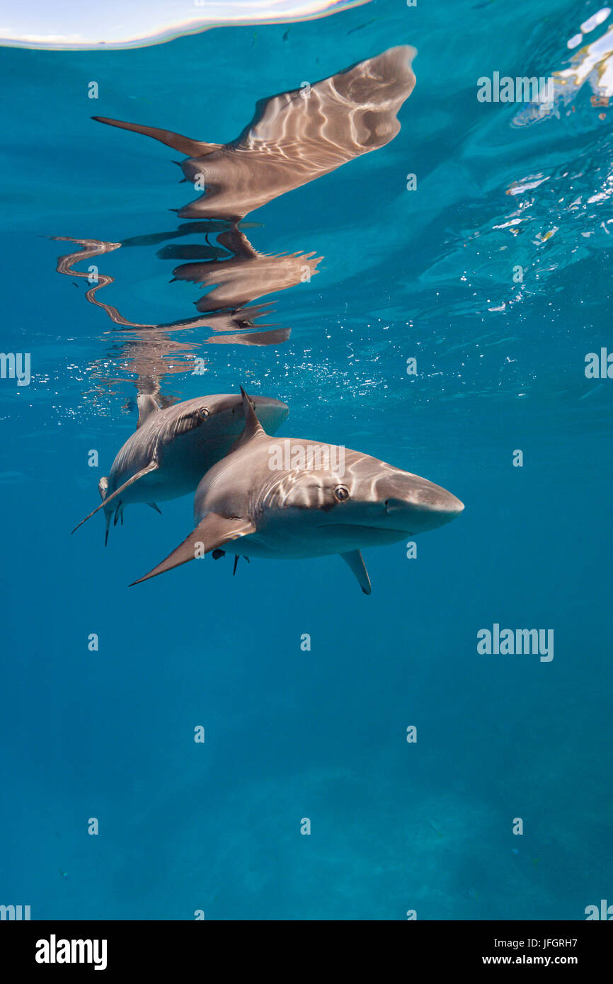 Black point reef sharks, Carcharhinus melanopterus, Marovo lagoon, the ...