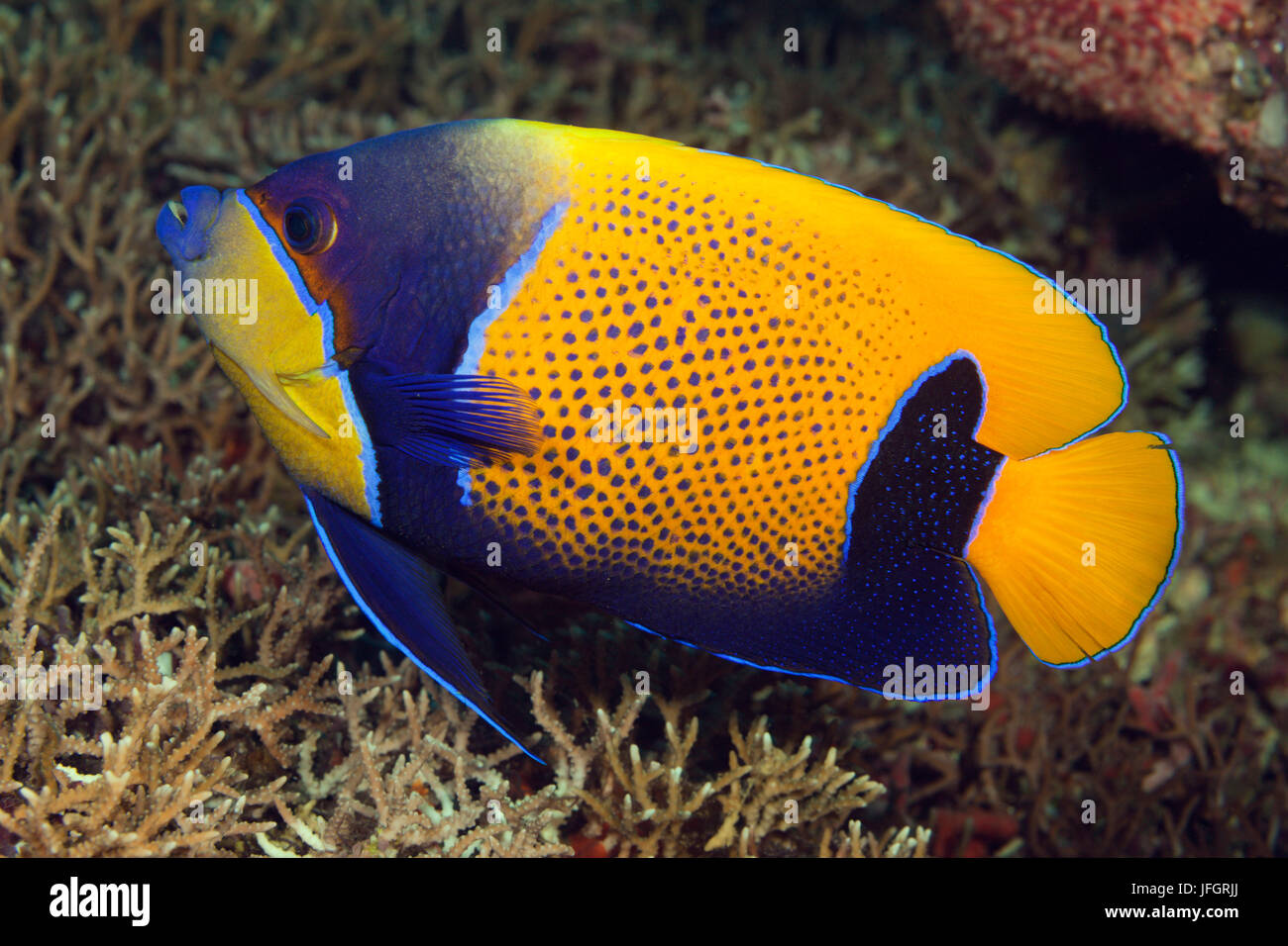 Dream-imperial fish, Pomacanthus navarchus, Florida Islands, the ...
