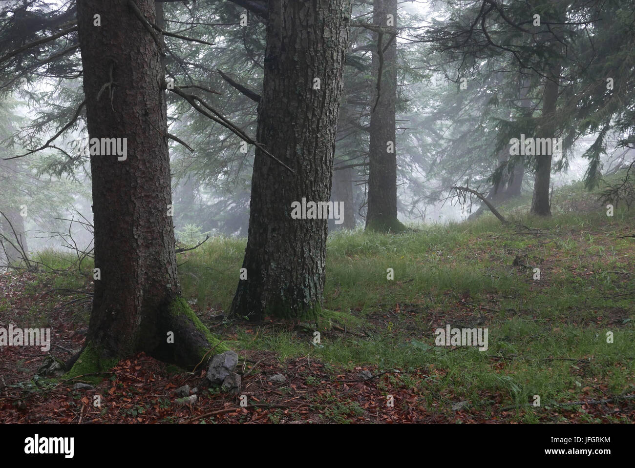 Fog in the mountain wood, Bavarians Stock Photo - Alamy