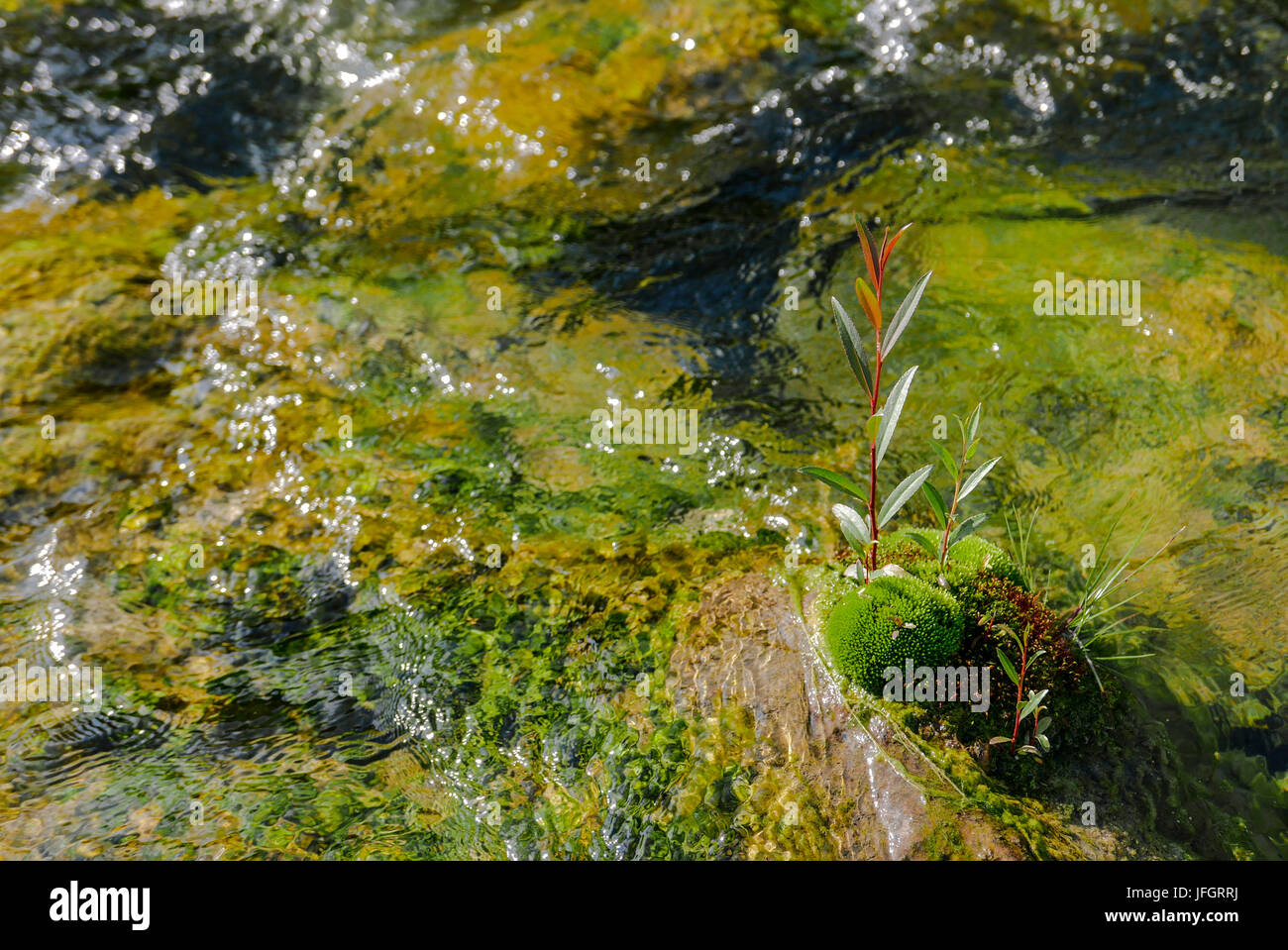 colourful play of water of the Mangfall with moss with Kolbermoor ...